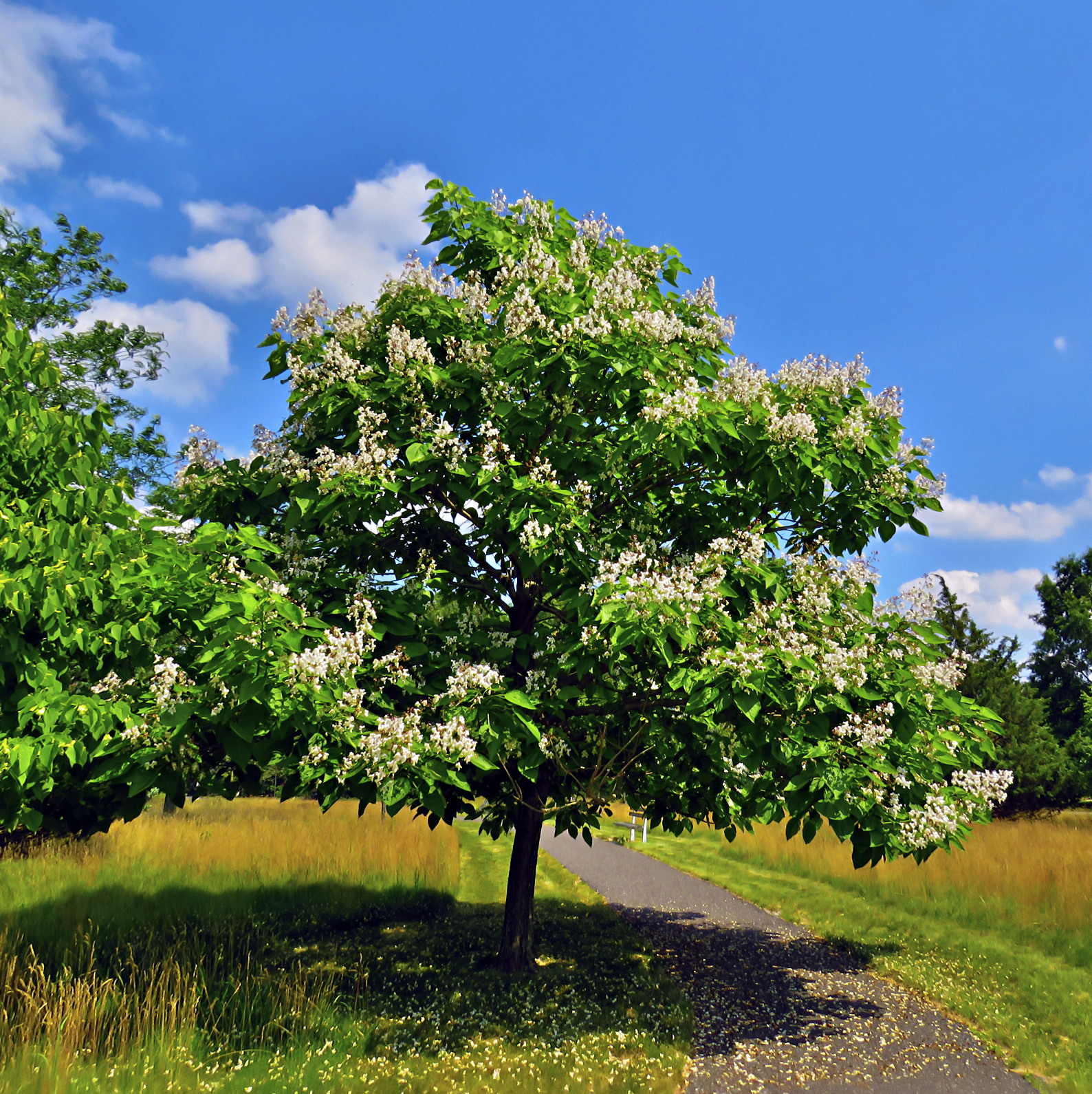 The Catalpa Tree in Katzell Grove - Medford Leas Residents Association
